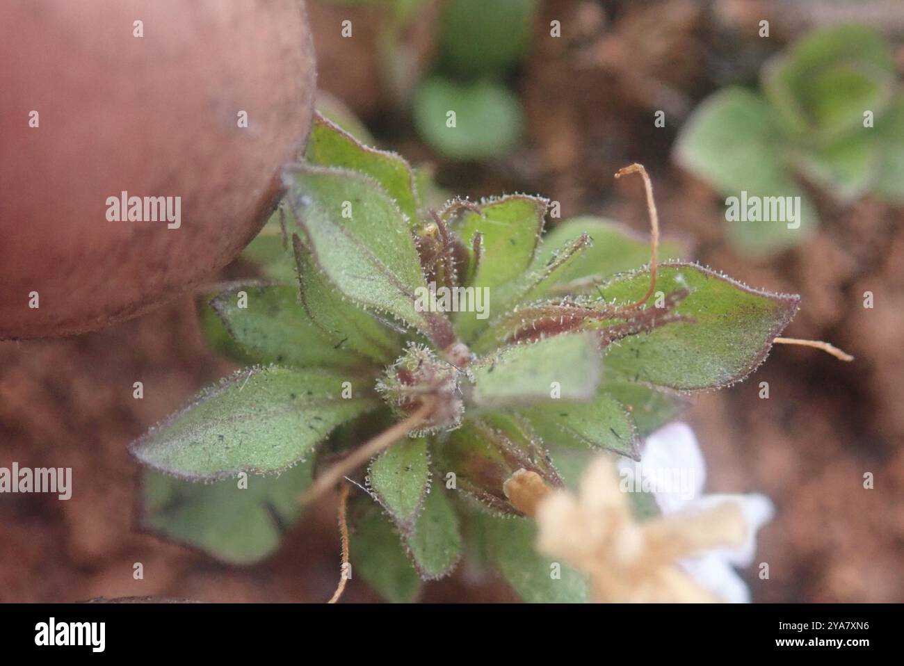 Fairy Stars (Dyschoriste setigera) Plantae Stock Photo - Alamy