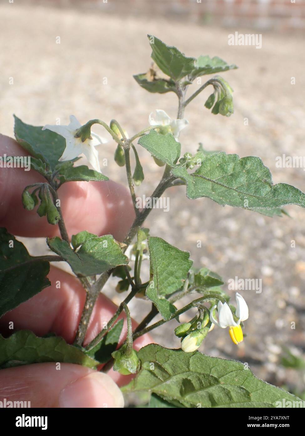 black nightshade (Solanum nigrum) Plantae Stock Photo - Alamy