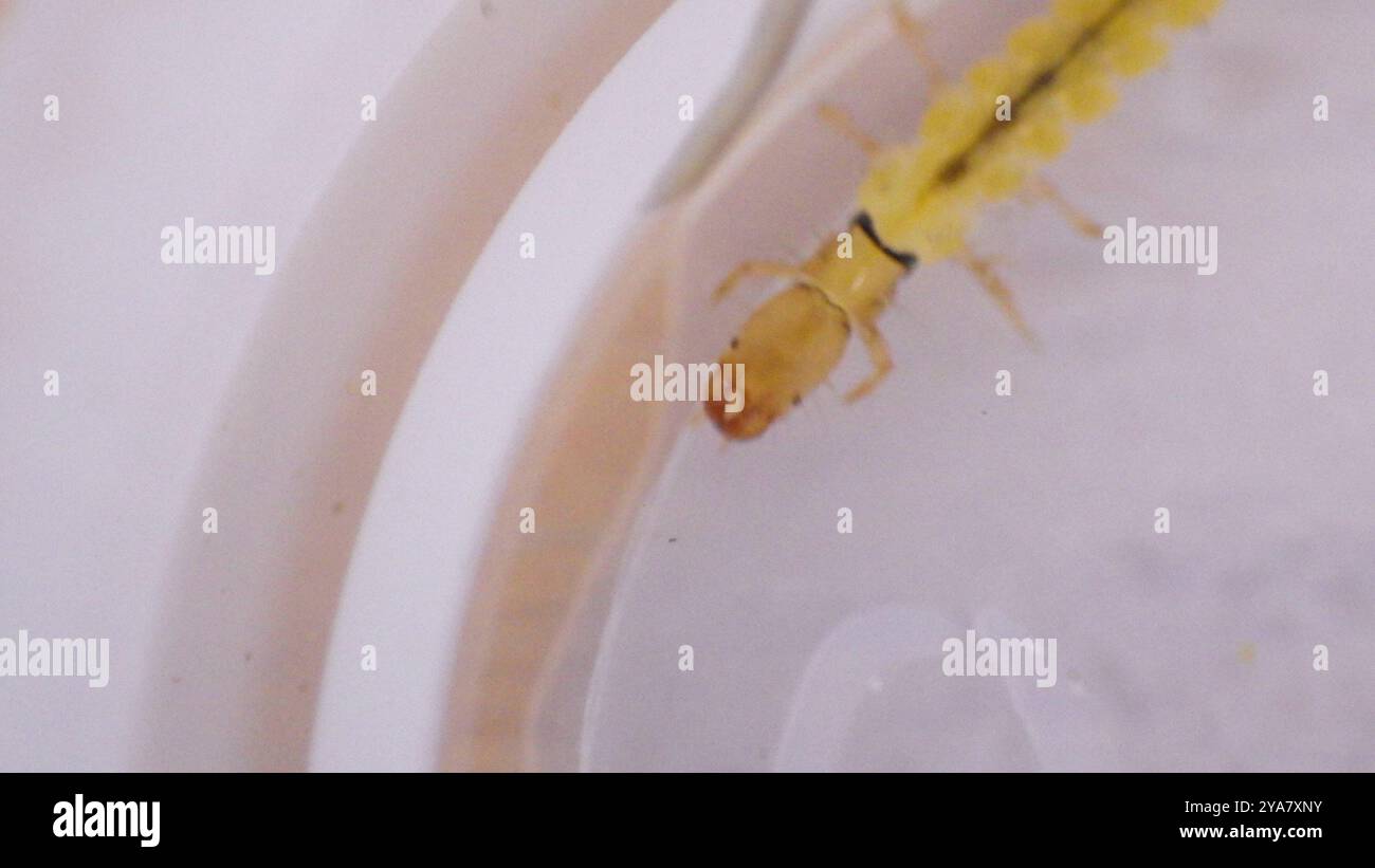 Little Black Caddisflies (Chimarra) Insecta Stock Photo - Alamy