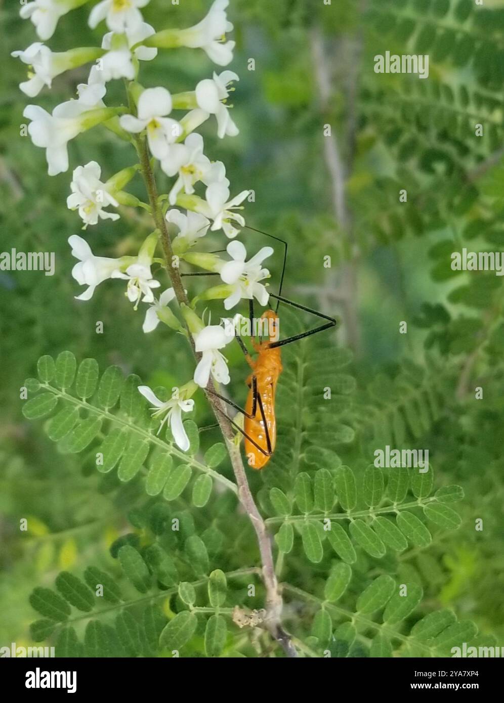 Milkweed Assassin Bug (Zelus longipes) Insecta Stock Photo - Alamy