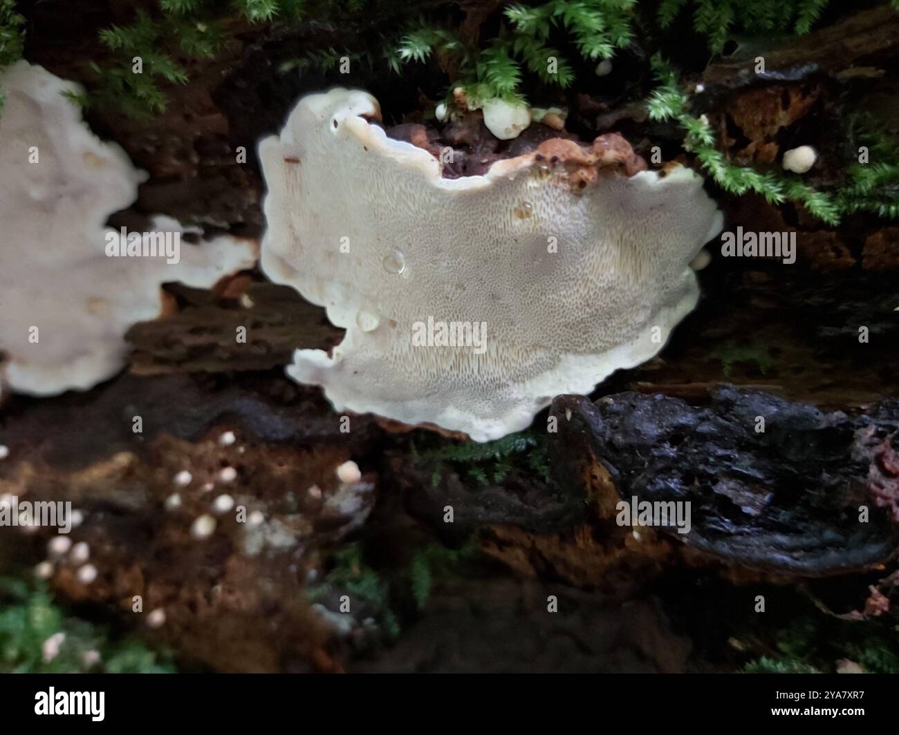 Conifer-base Polypore (Heterobasidion annosum) Fungi Stock Photo - Alamy