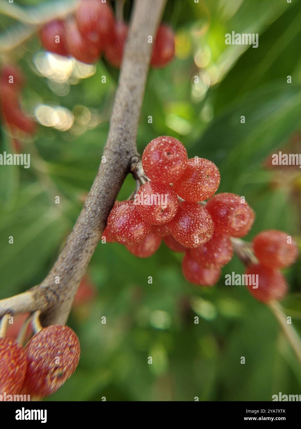 autumn olive (Elaeagnus umbellata) Plantae Stock Photo - Alamy