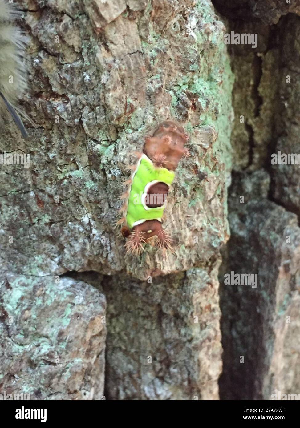 Saddleback Caterpillar Moth (Acharia stimulea) Insecta Stock Photo - Alamy