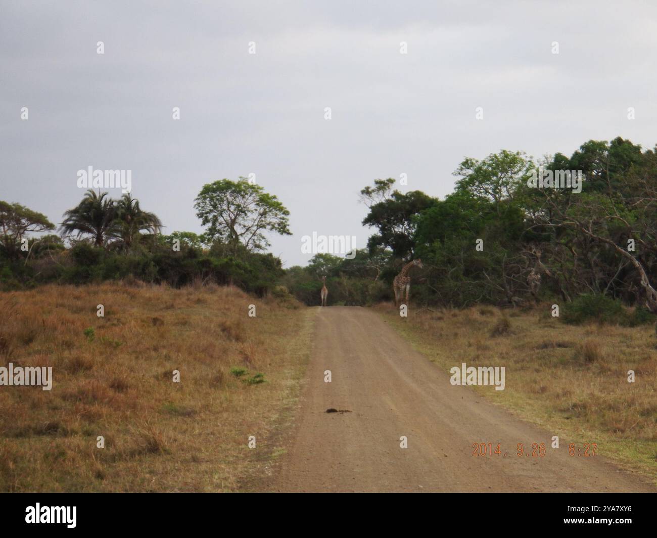 Southern African Giraffe (Giraffa giraffa giraffa) Mammalia Stock Photo ...
