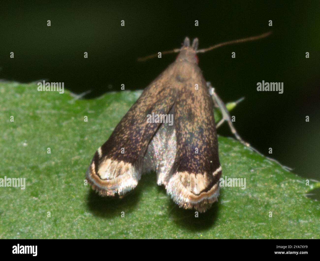Curved-horn Moths (Gelechioidea) Insecta Stock Photo - Alamy