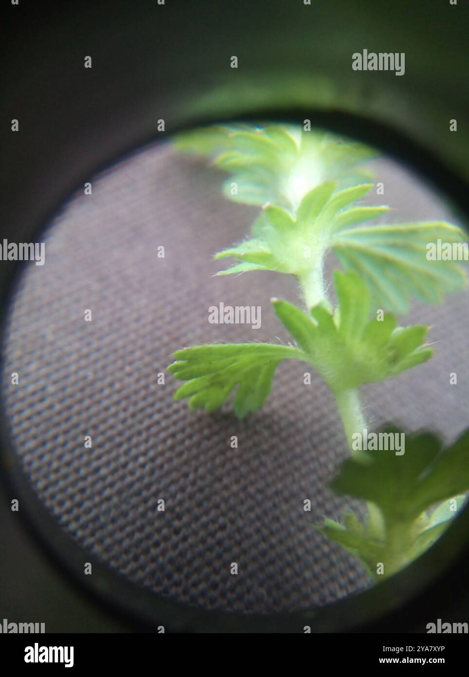 Field Parsley Piert (Alchemilla arvensis) Plantae Stock Photo - Alamy