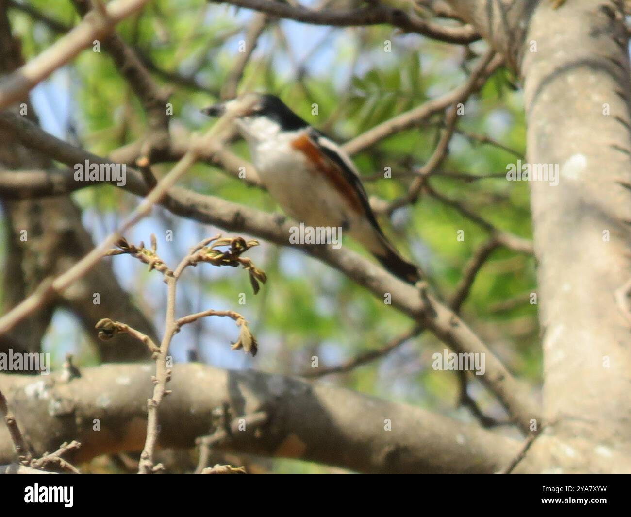 Nilaus afer hi-res stock photography and images - Alamy