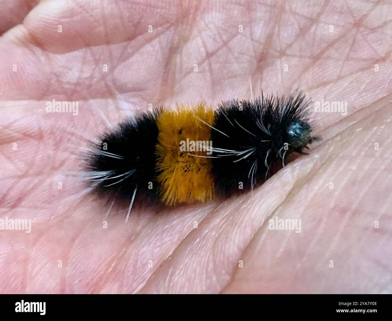 Spotted Tussock Moth (Lophocampa maculata) Insecta Stock Photo - Alamy