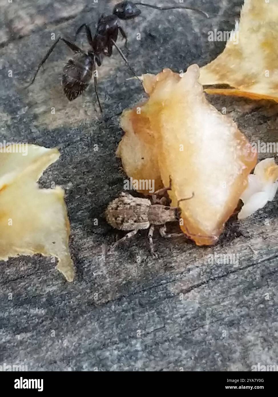 Peach Root Weevil (Pseudoedophrys hilleri) Insecta Stock Photo - Alamy