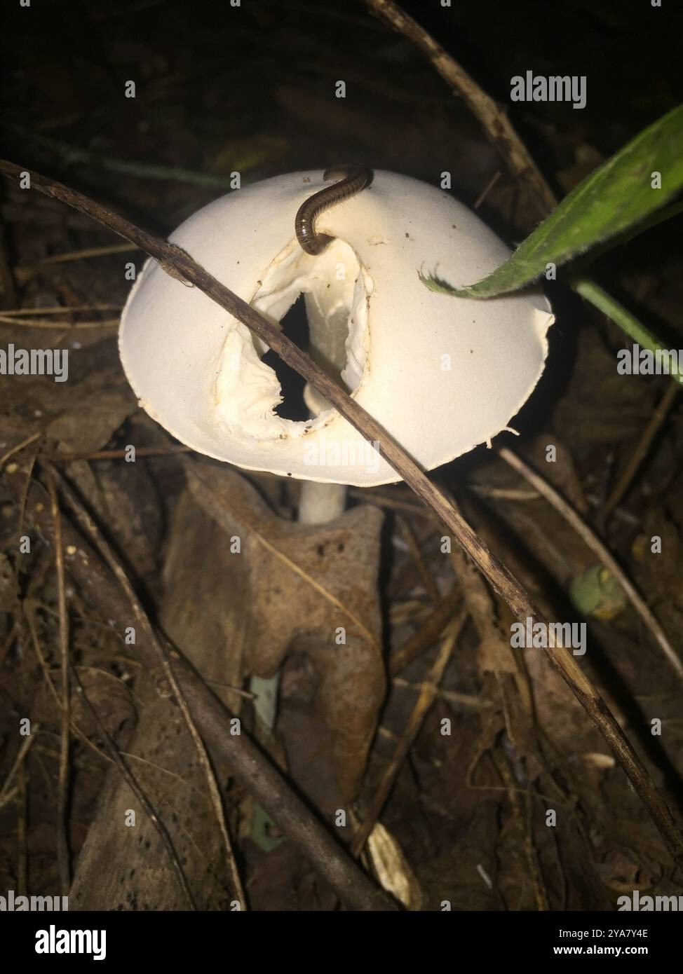 White Dapperling (Leucoagaricus leucothites) Fungi Stock Photo - Alamy