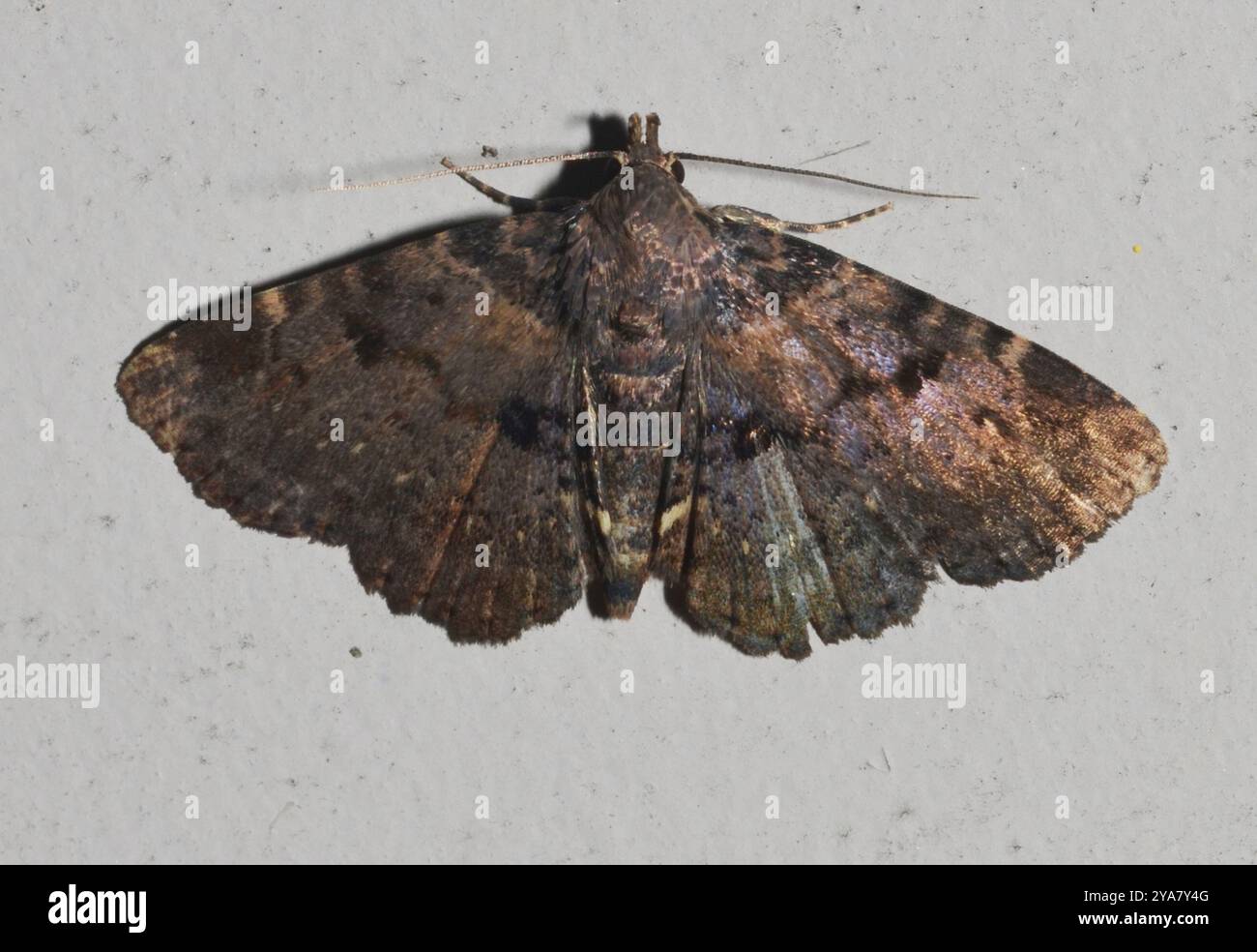 Four-spotted Fungus Moth (Metalectra quadrisignata) Insecta Stock Photo ...