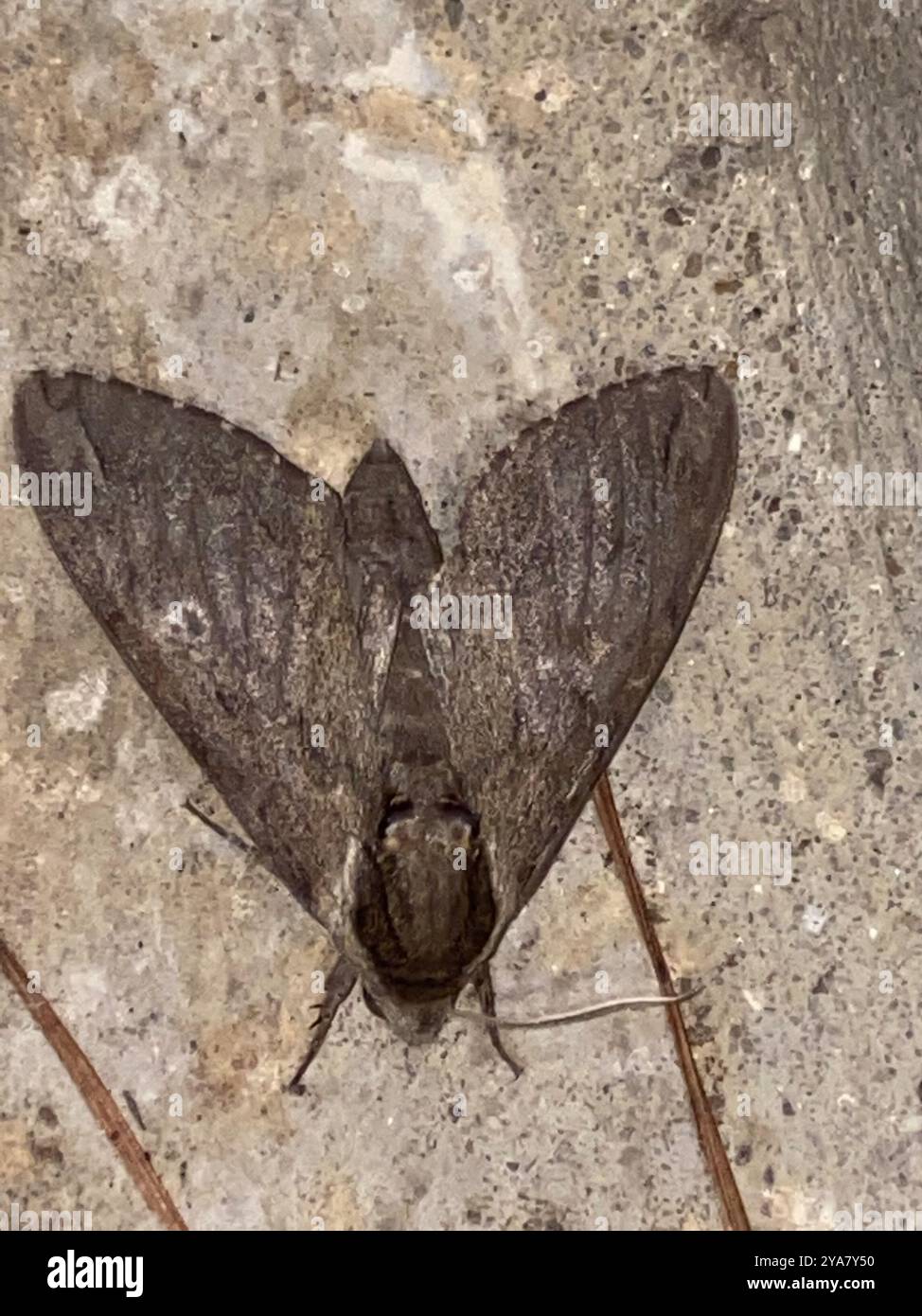 Catalpa Sphinx (Ceratomia catalpae) Insecta Stock Photo - Alamy