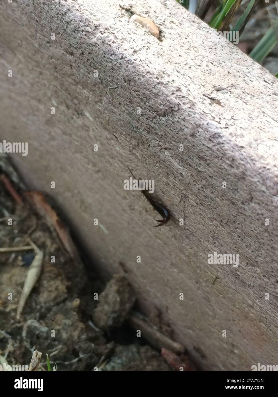 Ring legged earwig hi-res stock photography and images - Alamy