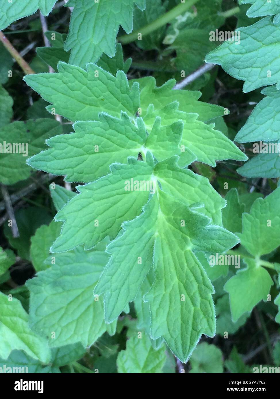 dicots (Magnoliopsida) Plantae Stock Photo - Alamy