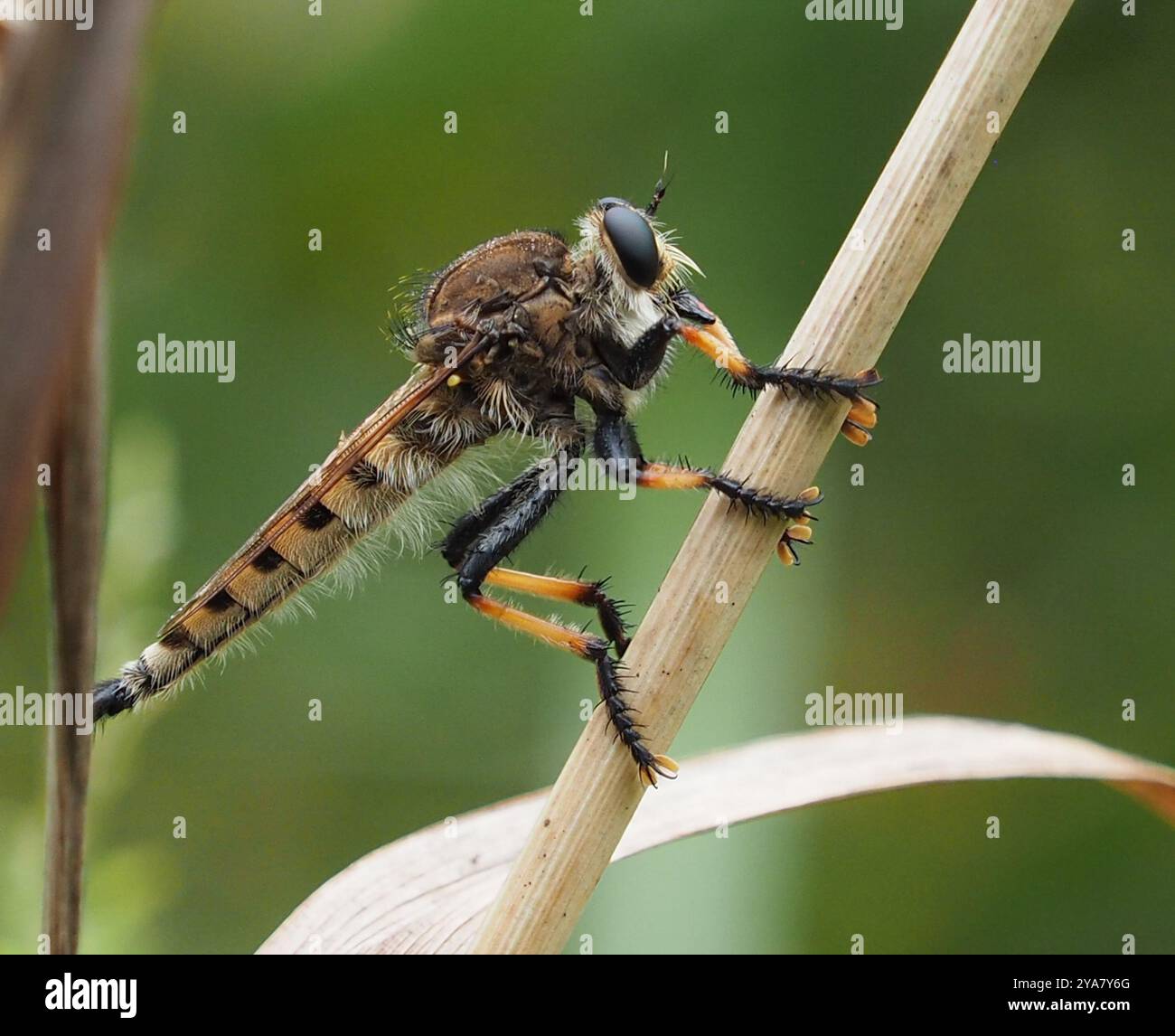 Red-footed Cannibal Fly (Promachus rufipes) Insecta Stock Photo - Alamy