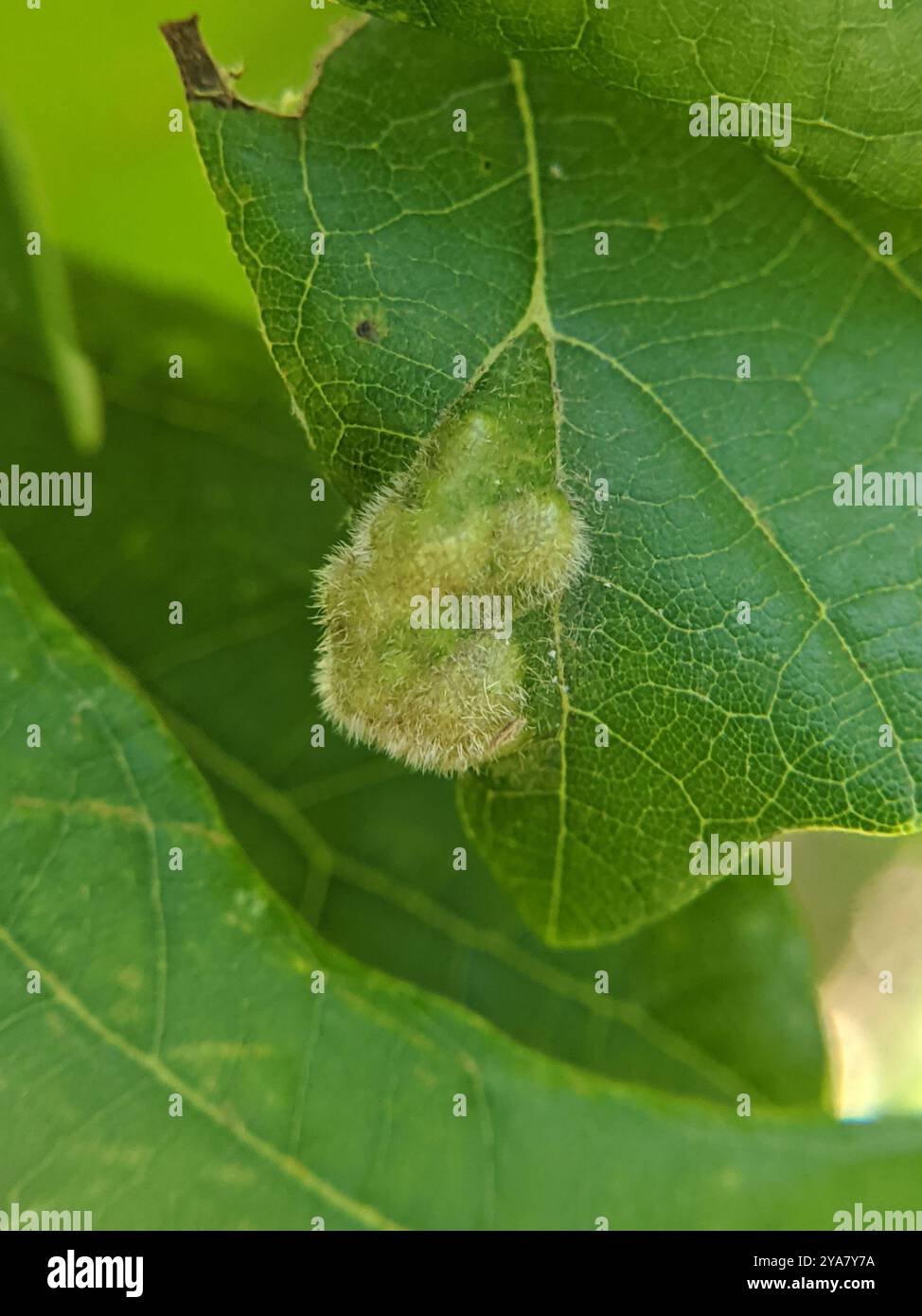 Oak Blister Gall Mite (Aceria querci) Arachnida Stock Photo - Alamy