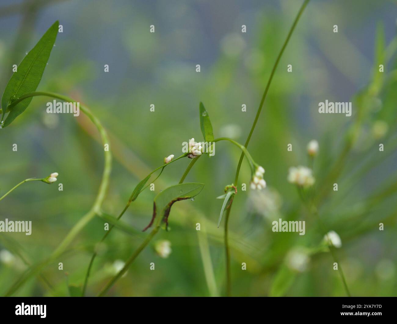 arrow-leaved tearthumb (Persicaria sagittata) Plantae Stock Photo - Alamy