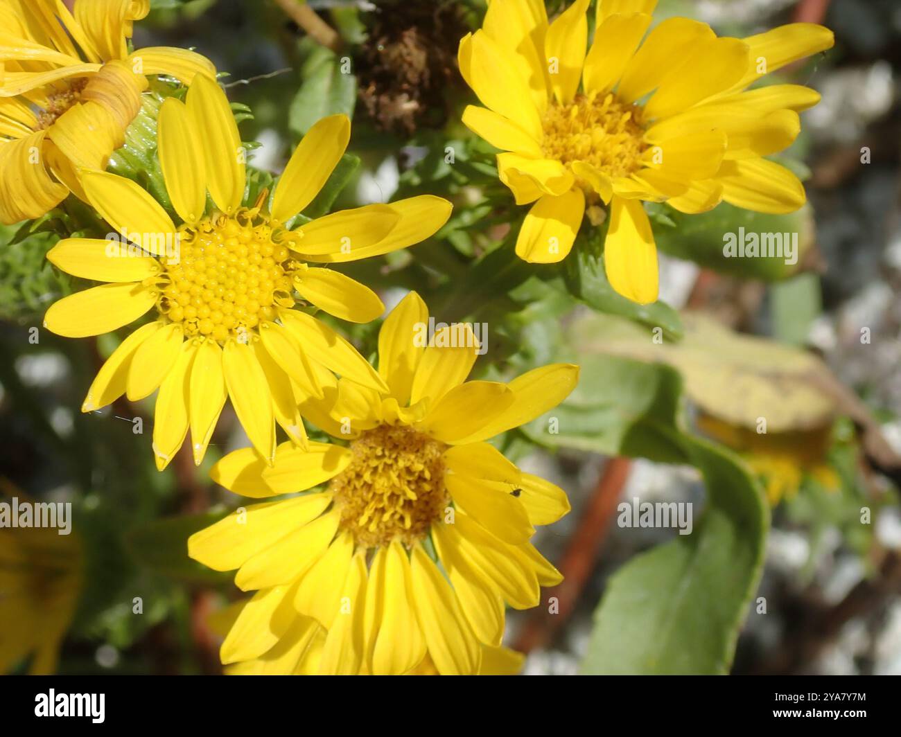 Oregon Gumplant (Grindelia stricta) Plantae Stock Photo - Alamy