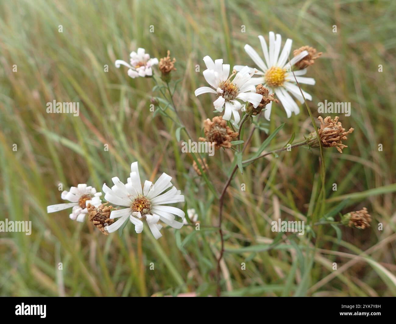 northern bog aster (Symphyotrichum boreale) Plantae Stock Photo - Alamy