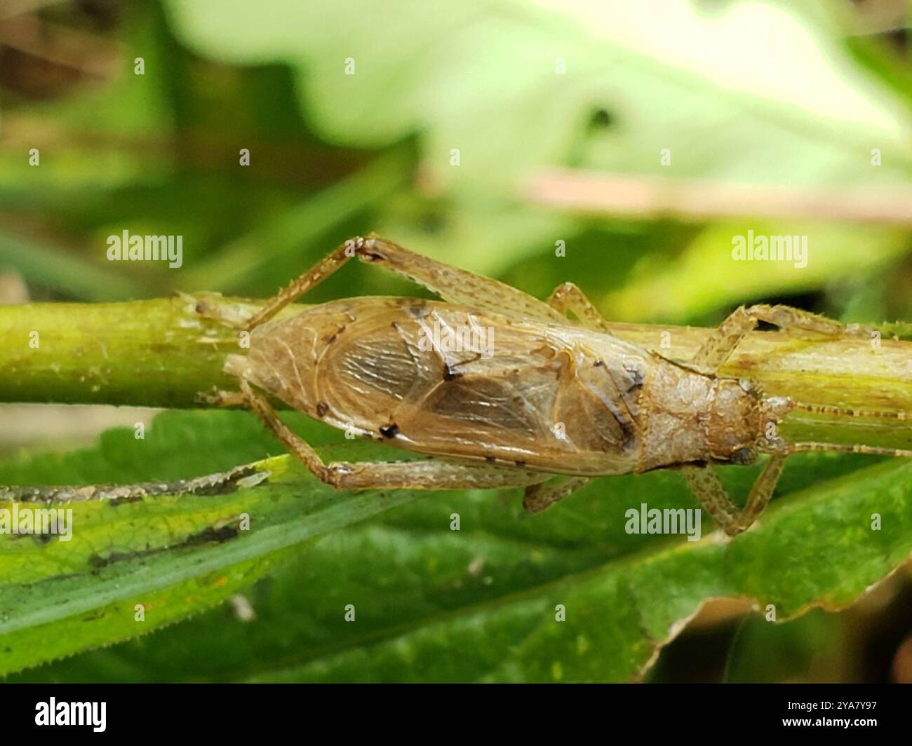 True Crickets and Allies (Grylloidea) Insecta Stock Photo - Alamy