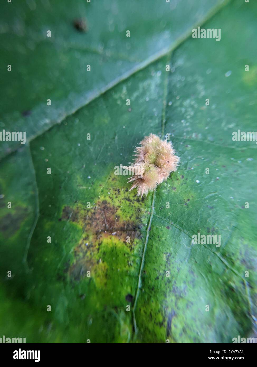 Furry Oak Leaf Gall Wasp (Callirhytis furva) Insecta Stock Photo - Alamy