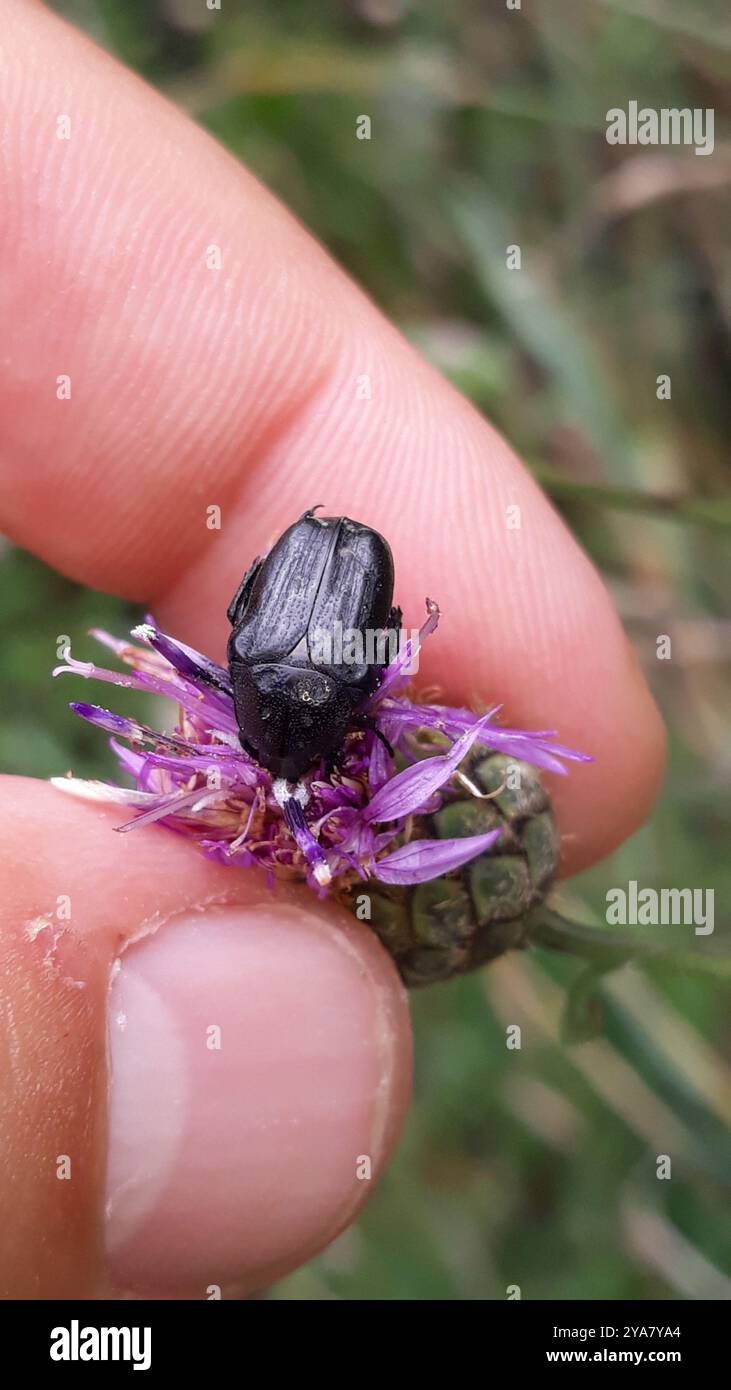 Mediterranean Spotted Chafer (Oxythyrea funesta) Insecta Stock Photo ...
