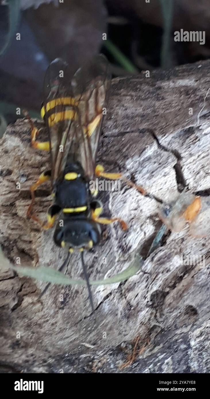 Field digger wasp (Mellinus arvensis) Insecta Stock Photo - Alamy