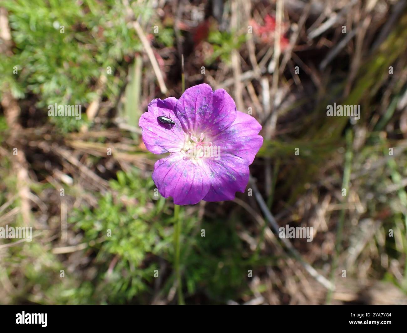 carpet crane's-bill (Geranium incanum) Plantae Stock Photo - Alamy
