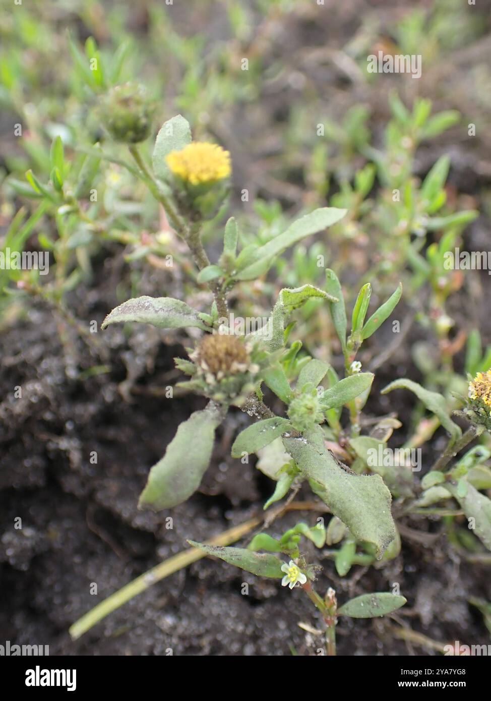 Small Fleabane (Pulicaria vulgaris) Plantae Stock Photo - Alamy