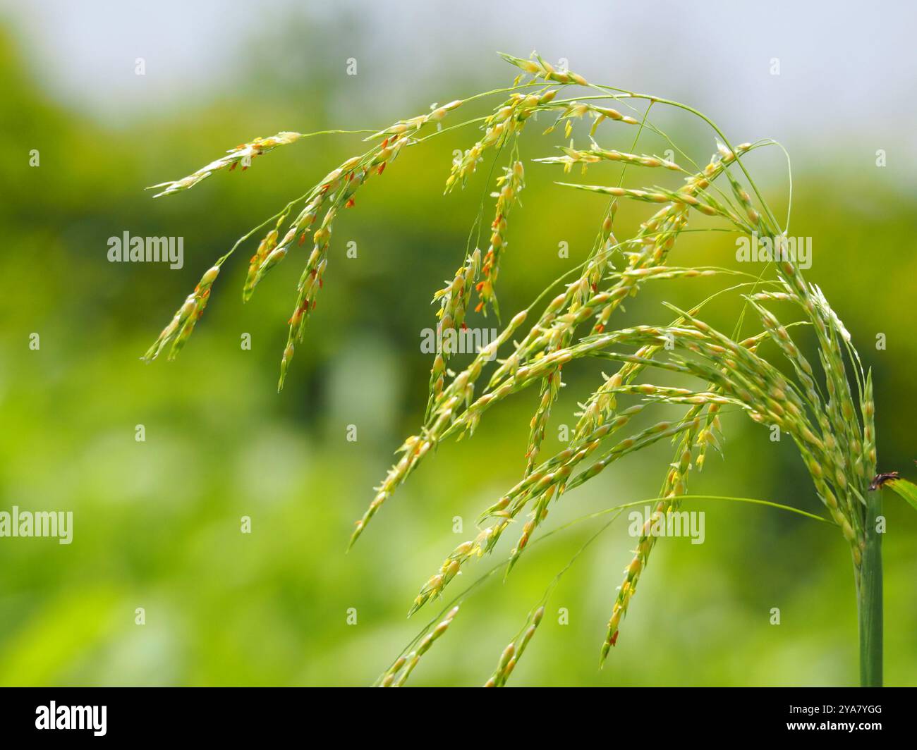 Wild Sorghum (Sorghum bicolor verticilliflorum) Plantae Stock Photo - Alamy