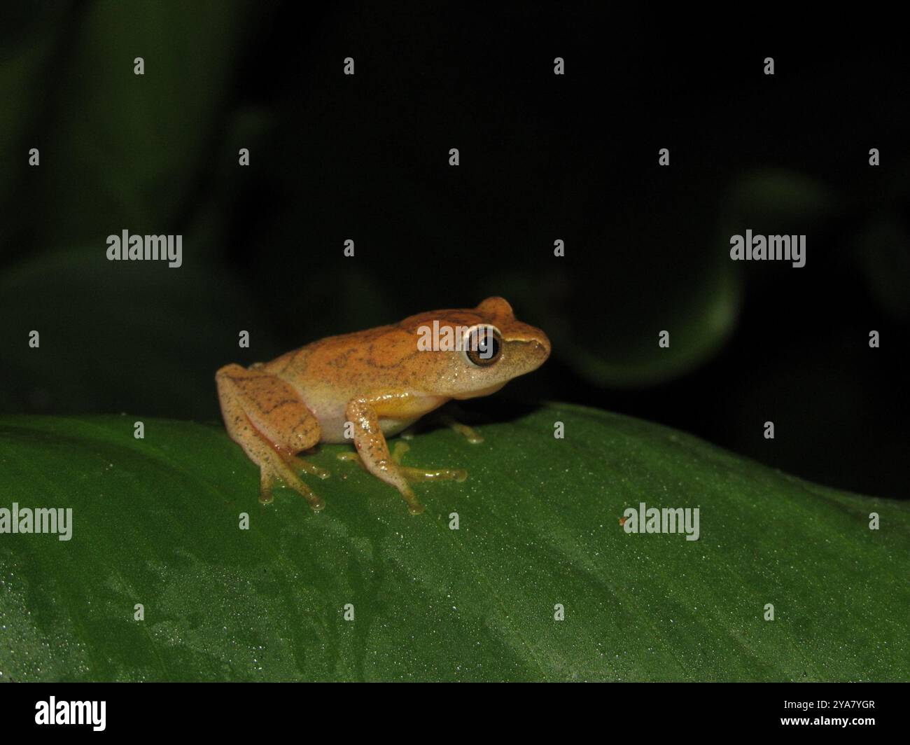 Tuberilinguis hi-res stock photography and images - Alamy
