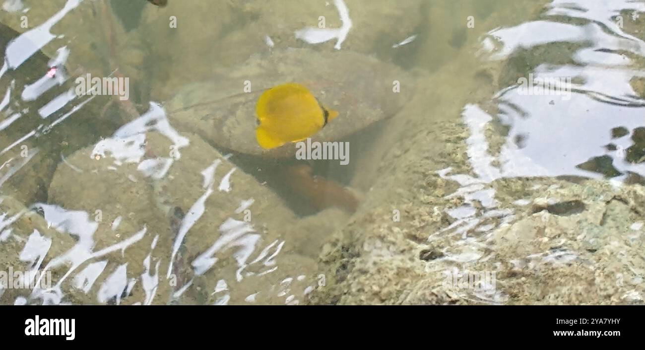 Dotted Butterflyfish (Chaetodon semeion) Actinopterygii Stock Photo - Alamy