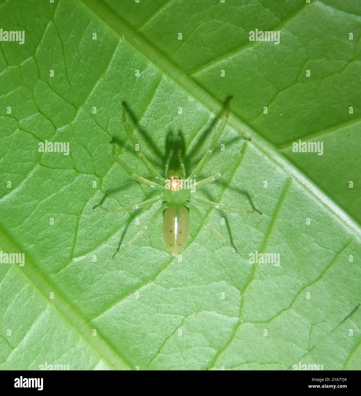 Translucent Green Jumping Spiders (Lyssomanes) Arachnida Stock Photo ...