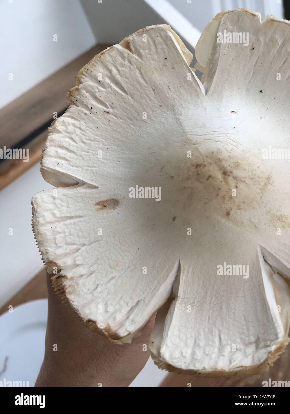 White Dapperling (Leucoagaricus leucothites) Fungi Stock Photo - Alamy