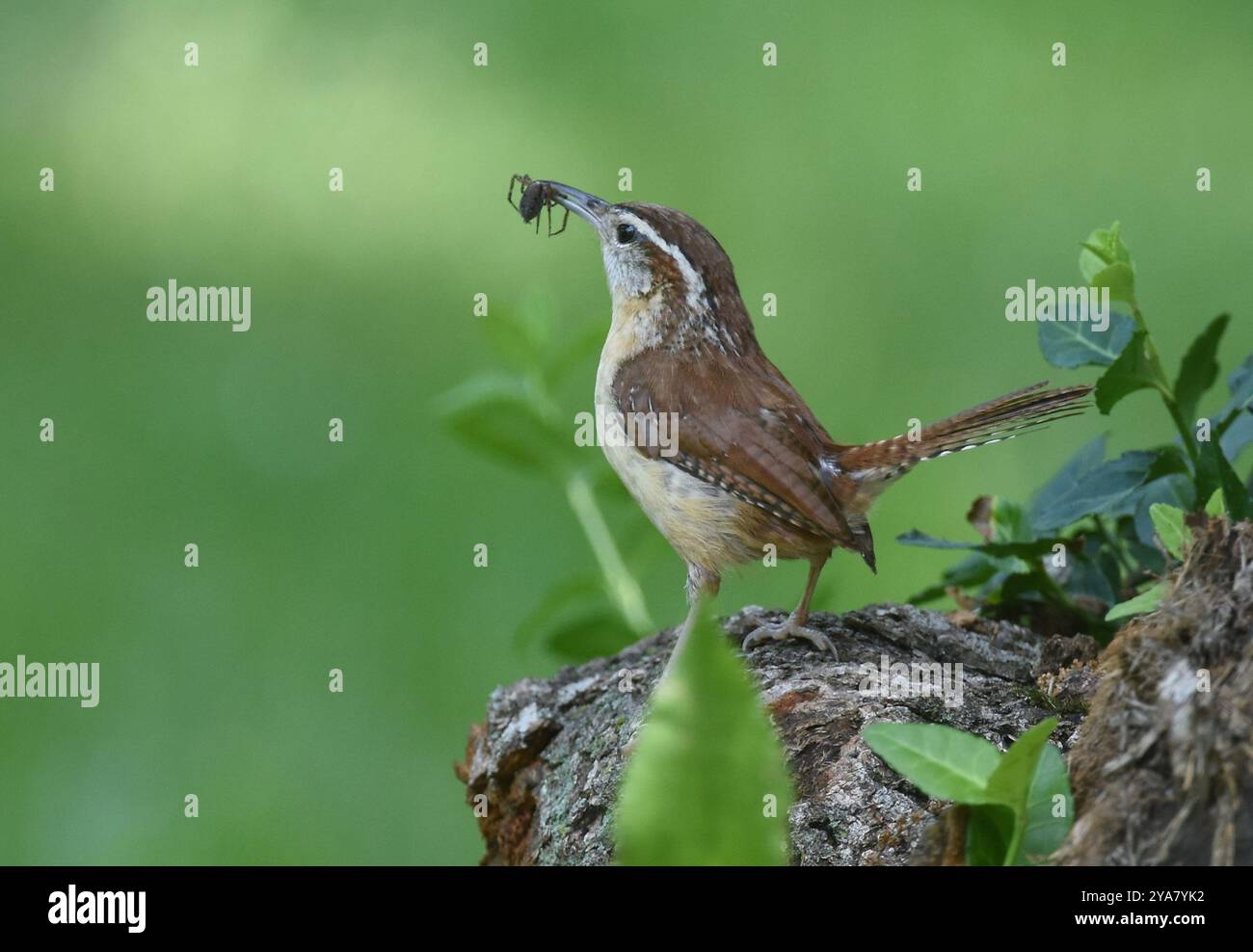 Carolina Wren (Thryothorus ludovicianus) Aves Stock Photo - Alamy