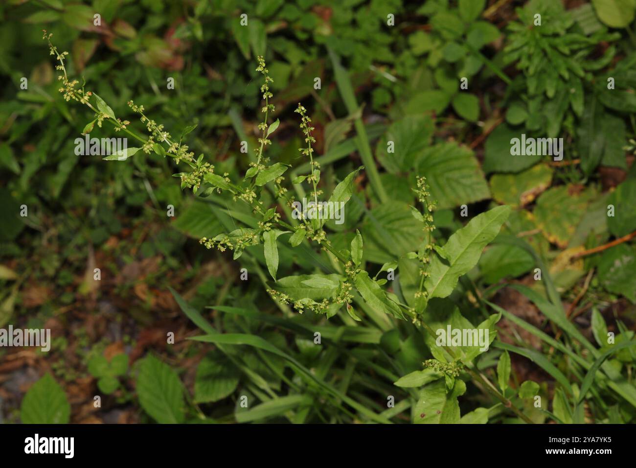 Clustered Dock (Rumex conglomeratus) Plantae Stock Photo - Alamy