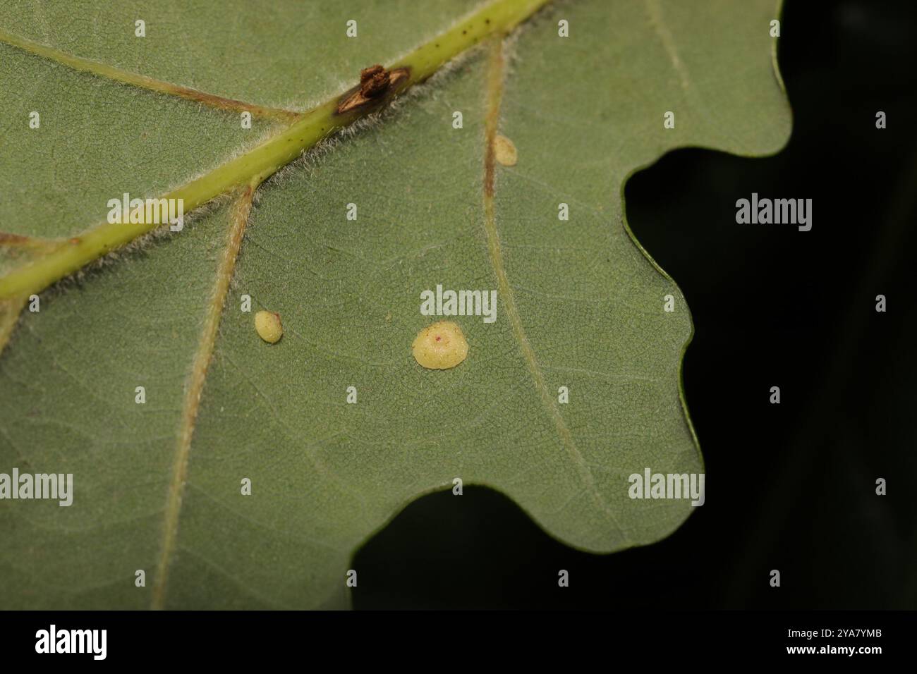 Smooth Spangle Gall Wasp (Neuroterus albipes) Insecta Stock Photo - Alamy