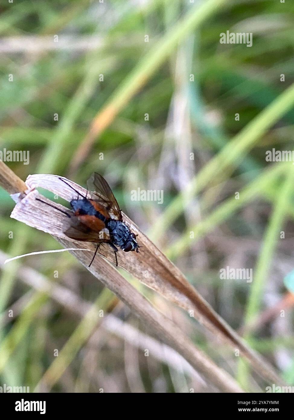 Red Spotted Parasite Fly (Eriothrix rufomaculata) Insecta Stock Photo ...