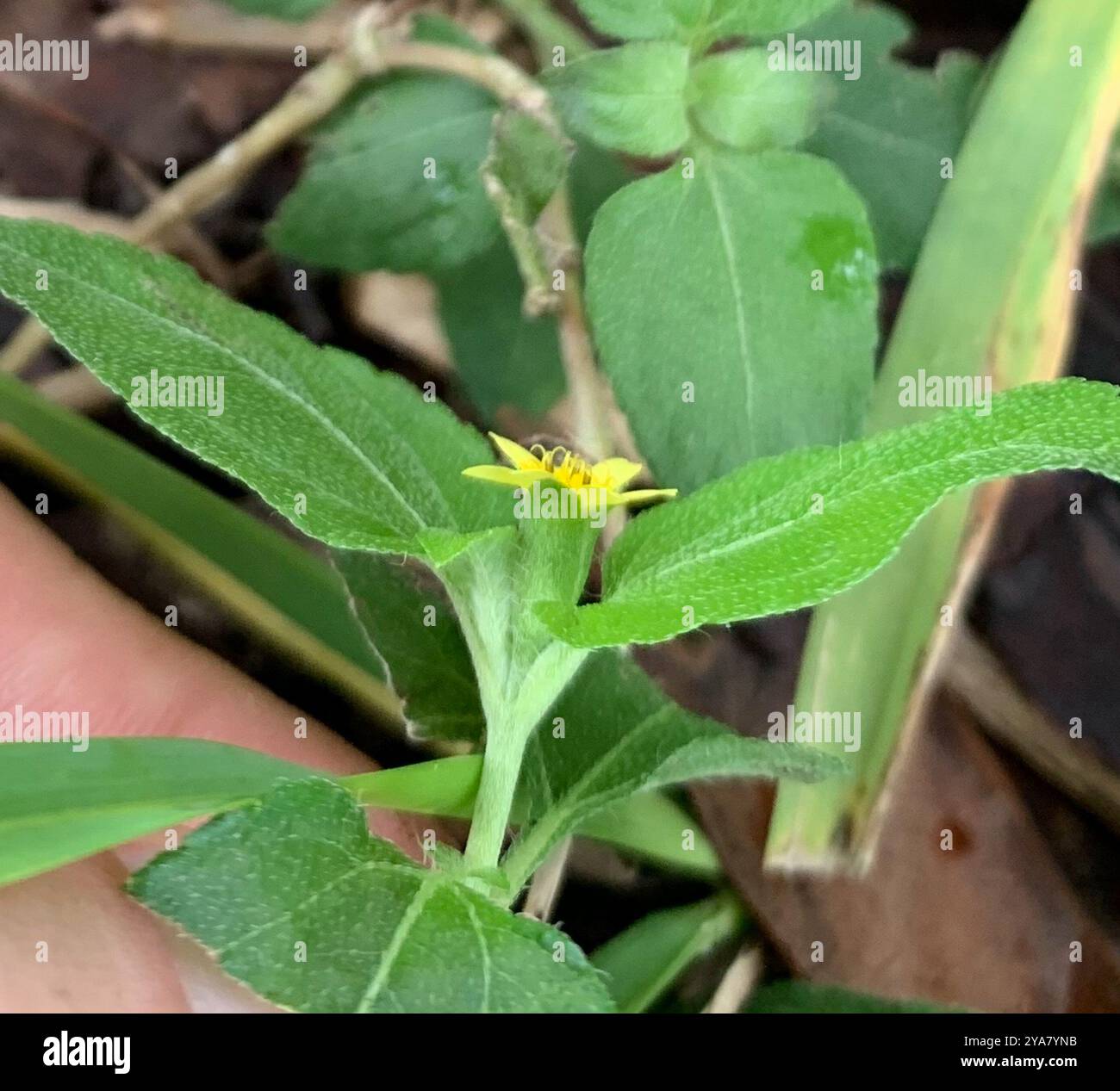 straggler daisy (Calyptocarpus vialis) Plantae Stock Photo - Alamy
