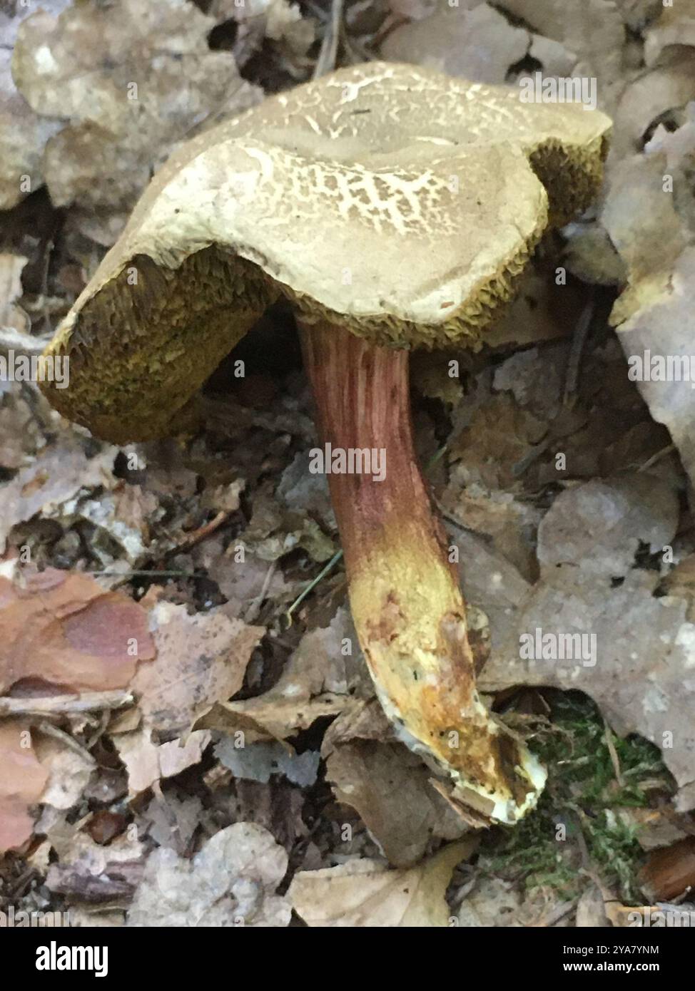 Red-cracking Bolete (Xerocomellus chrysenteron) Fungi Stock Photo - Alamy
