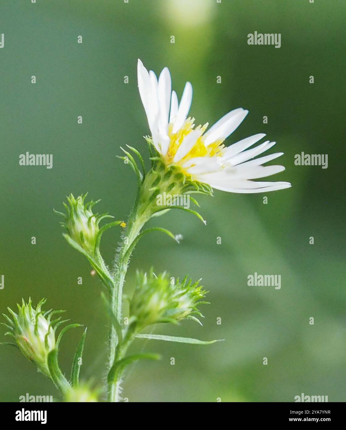 hairy white oldfield aster (Symphyotrichum pilosum) Plantae Stock Photo ...