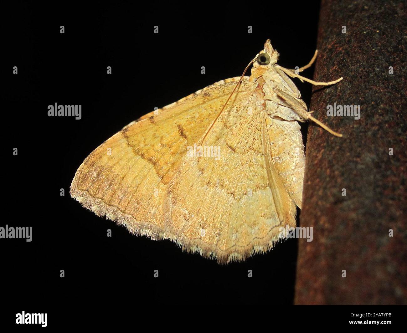 Yellow Shell Moth (Camptogramma bilineata) Insecta Stock Photo - Alamy