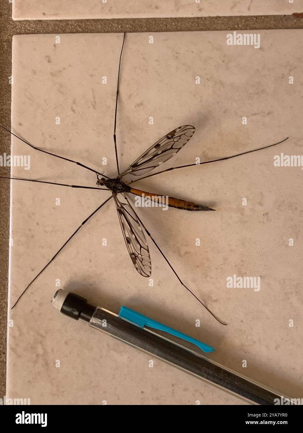 Giant Crane Fly (Tipula abdominalis) Insecta Stock Photo - Alamy