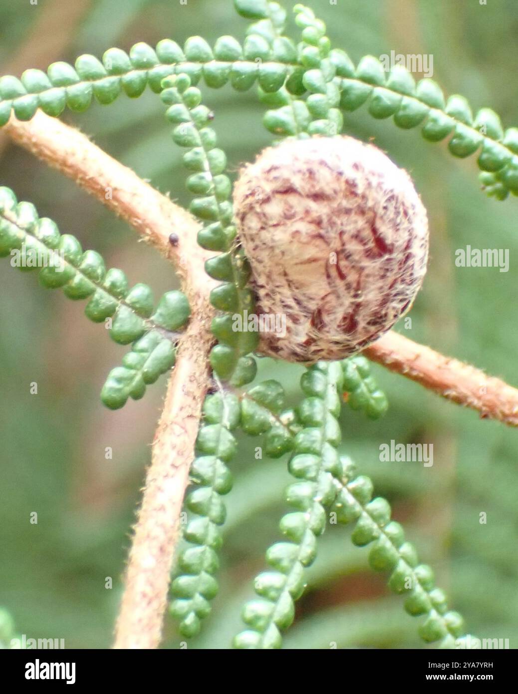 scrambling coral-fern (Gleichenia microphylla) Plantae Stock Photo - Alamy