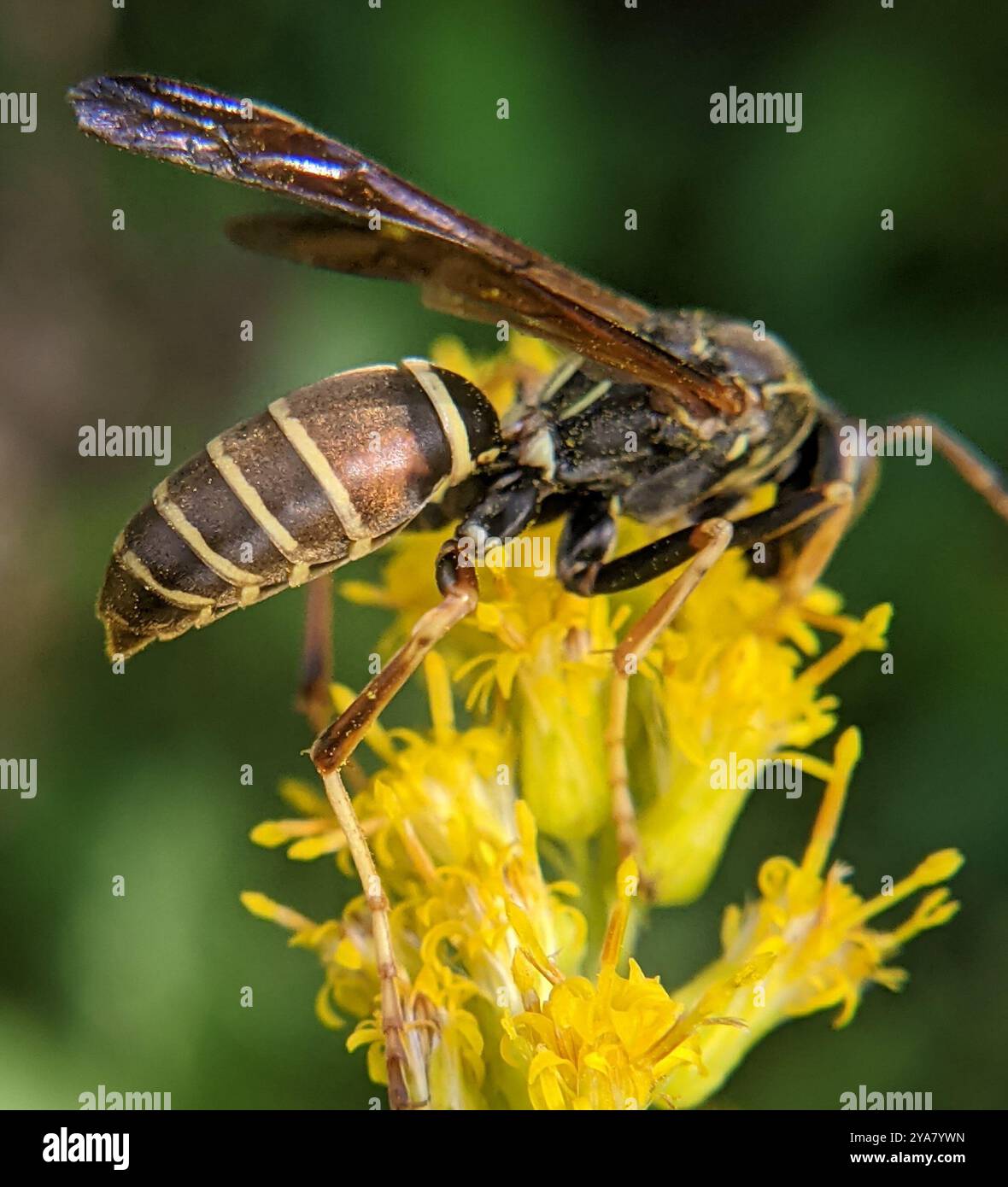 Northern Paper Wasp (Polistes fuscatus) Insecta Stock Photo - Alamy