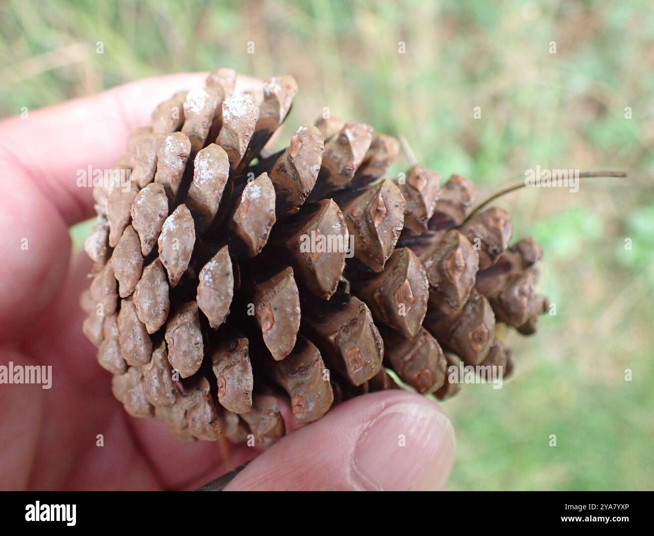 black pine (Pinus nigra) Plantae Stock Photo - Alamy