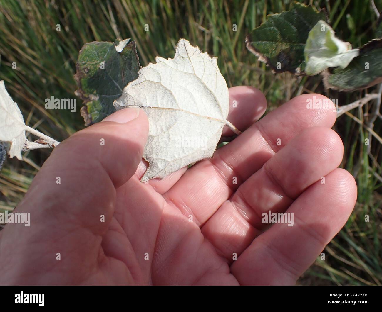 white poplar (Populus alba) Plantae Stock Photo - Alamy