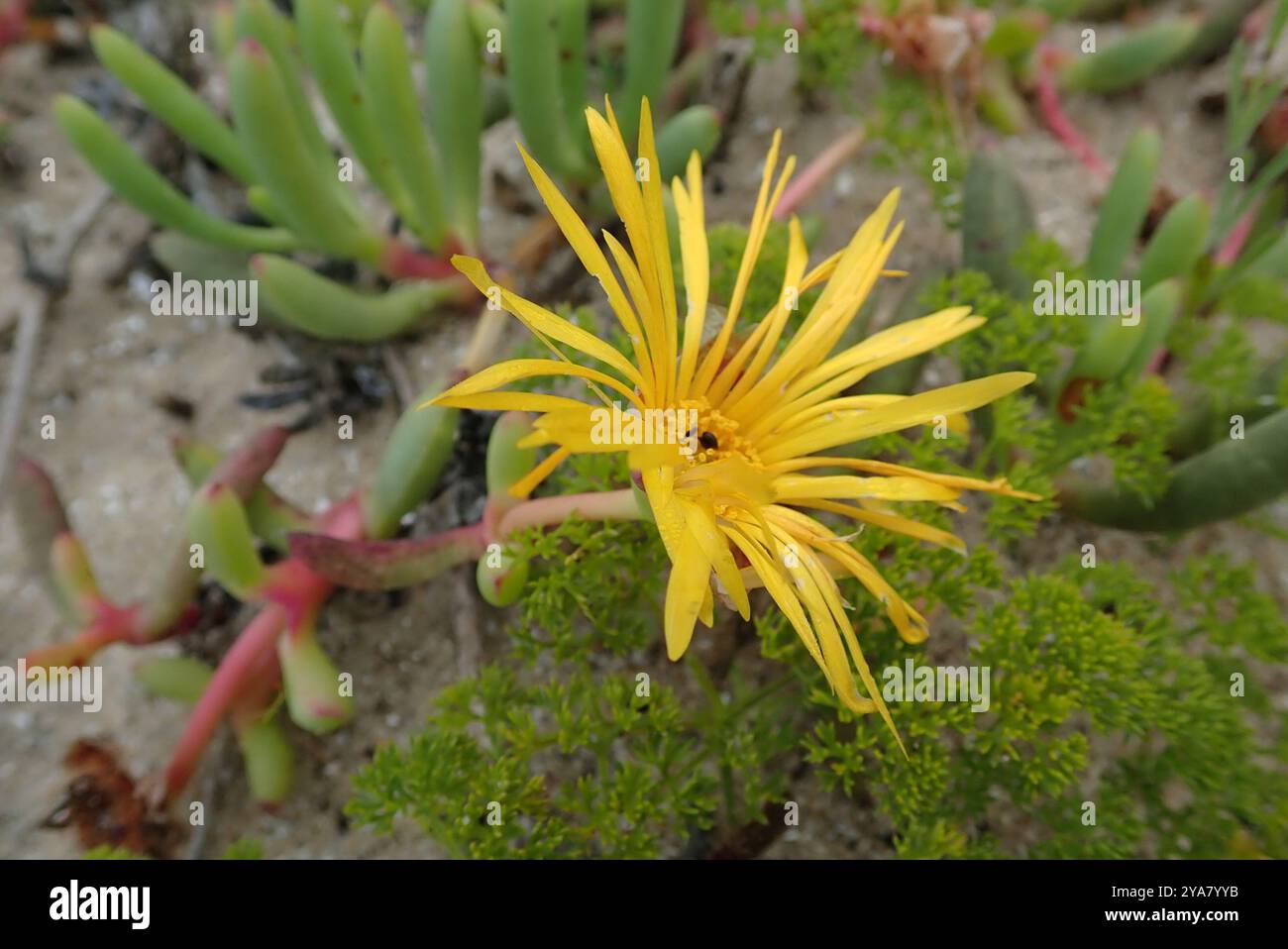 Strandveld Beachfig (Jordaaniella dubia) Plantae Stock Photo - Alamy