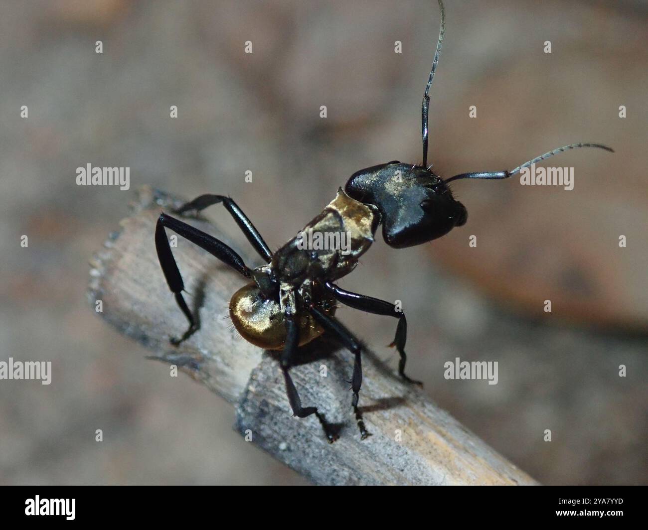 Shimmering Golden Sugar ant (Camponotus sericeiventris) Insecta Stock ...