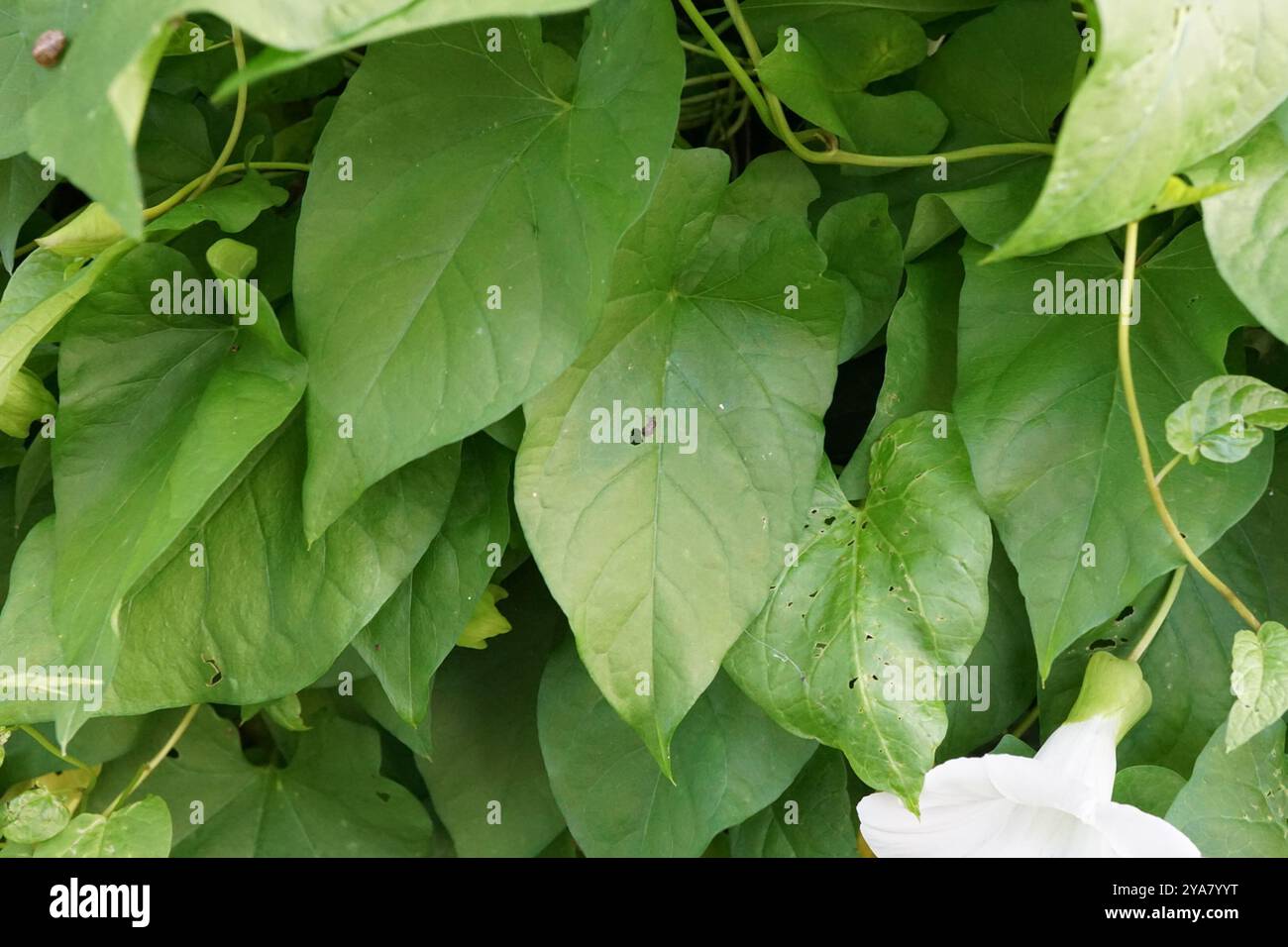 large bindweed (Calystegia silvatica) Plantae Stock Photo - Alamy